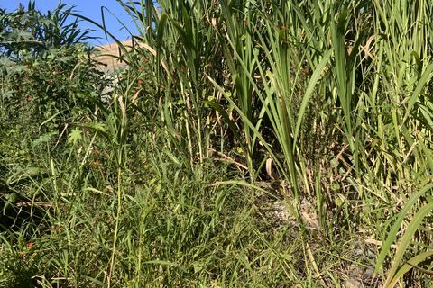 Land for sale in Saint-Pierre, La Reunion - €160,000 | Ref: 31284 | Kyero