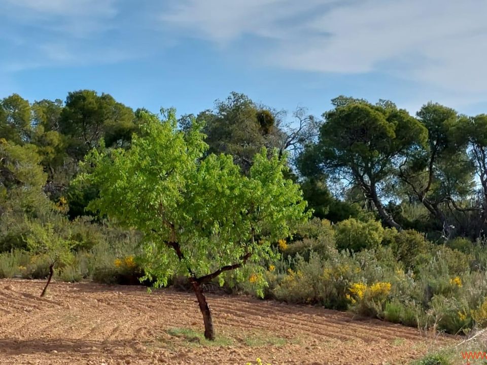 Country house for sale in Alcaniz, Teruel province - € 36,000 | Ref ...