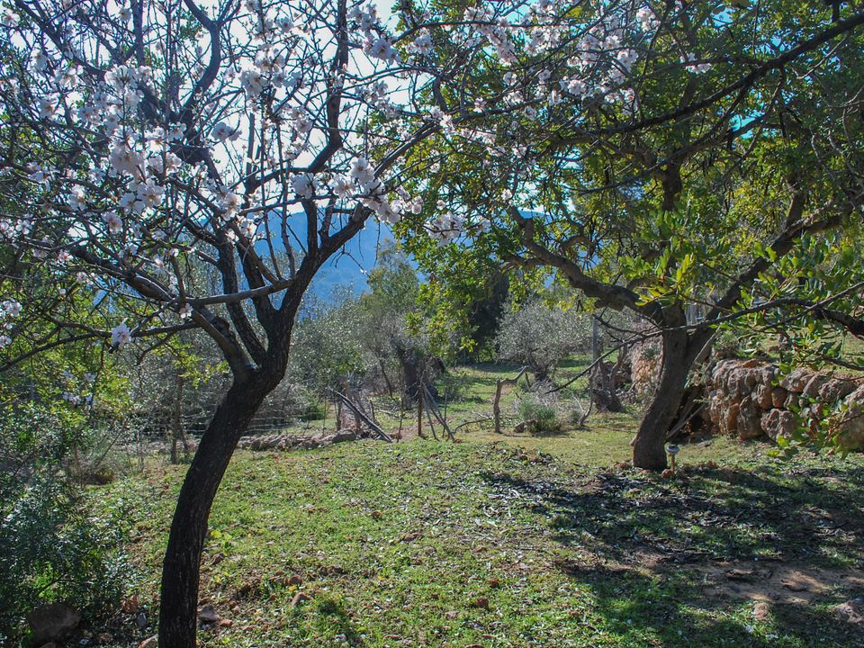 Properties for sale in Soller | Kyero